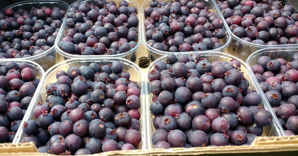 The rise of the juneberry | Article | Fruitnet