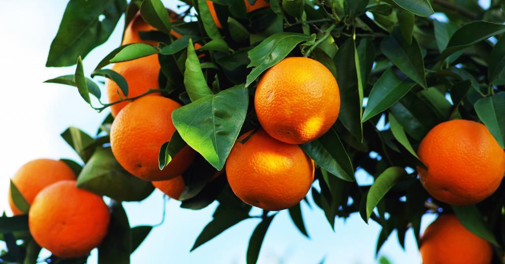 Crunch time for Spanish citrus | Article | Fruitnet
