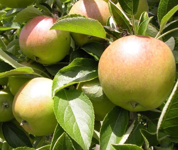Gloomy outlook for Australian apples | Article | Fruitnet