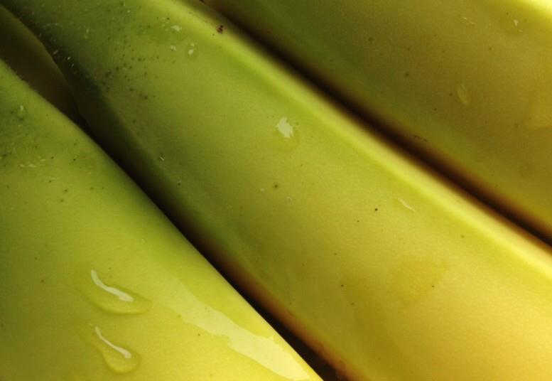 Banana freckle detected in Australia’s Northern Territory | Article ...