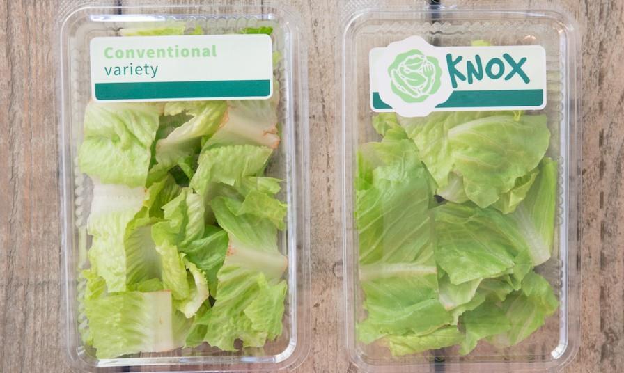 Rijk Zwaan to highlight Knox | Article | Fruitnet