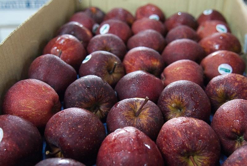 Indian apple industry sweetener | Article | Fruitnet