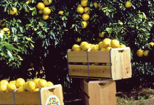 Positive news for Florida citrus | Article | Fruitnet