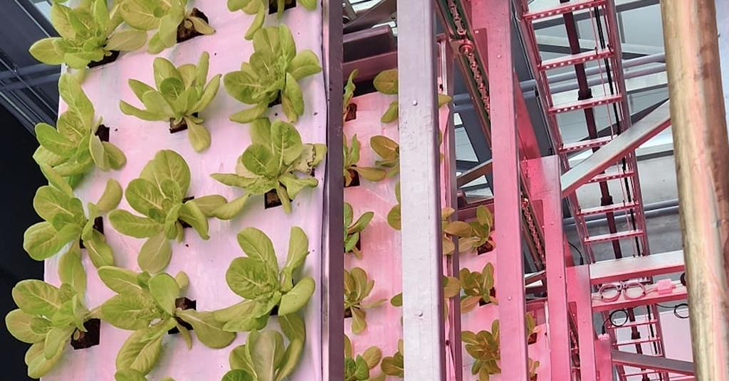 Urban Crop Solutions in vertical farming first | News | Fruitnet