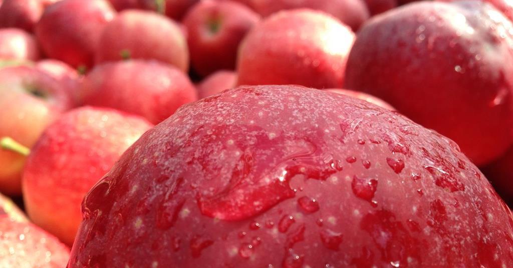 Apofruit expands its apple business | Article | Fruitnet