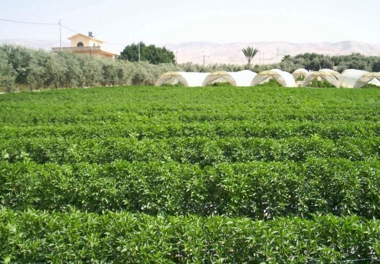 Jordan adopts new practices and crops | Article | Fruitnet