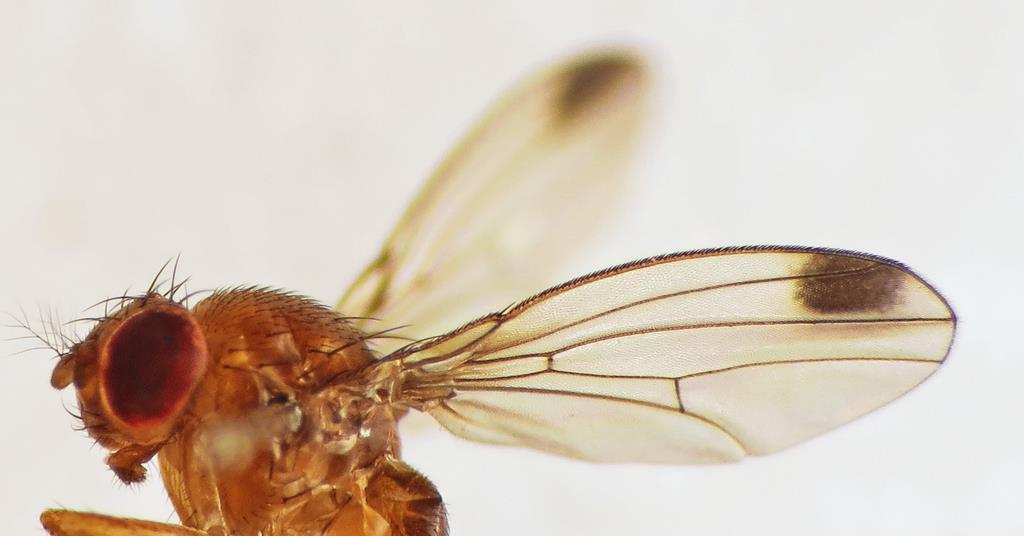 Scientists put an eye in the sky to tackle the fly | Article | Fruitnet