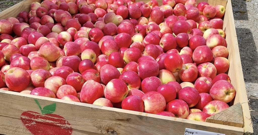 Apple exporter revises profit guidance and confirms packhouse sale ...