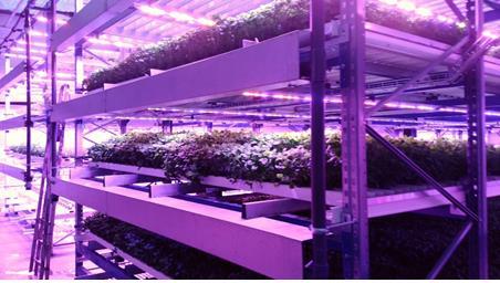 Fujitsu opens new plant factory | Article | Fruitnet