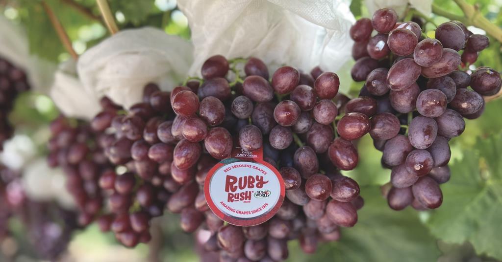 Sun World expands global table grape network | News | Fruitnet