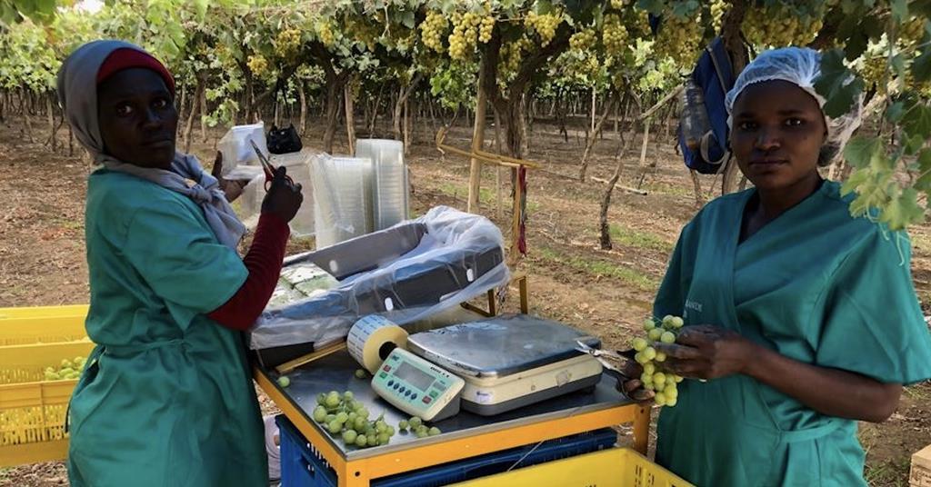Southern African grape growers confident for new season after record ...