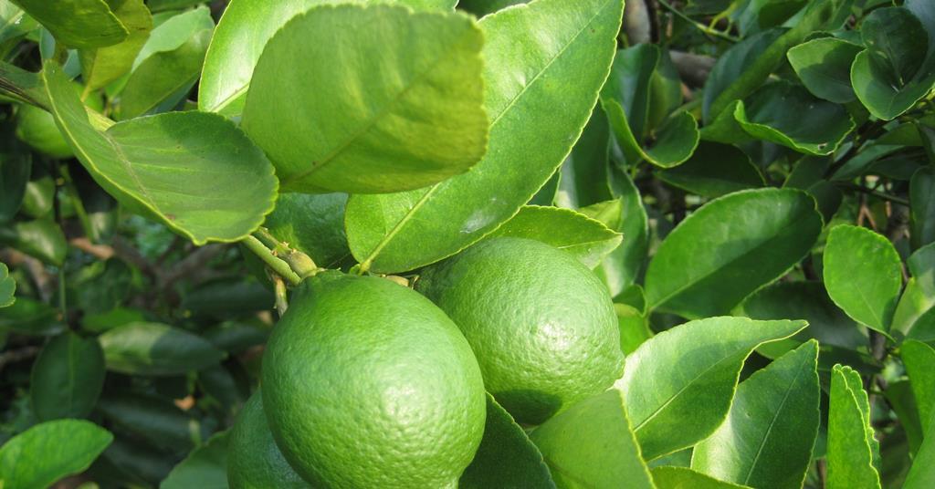 High demand pushes up lime prices | Article | Fruitnet