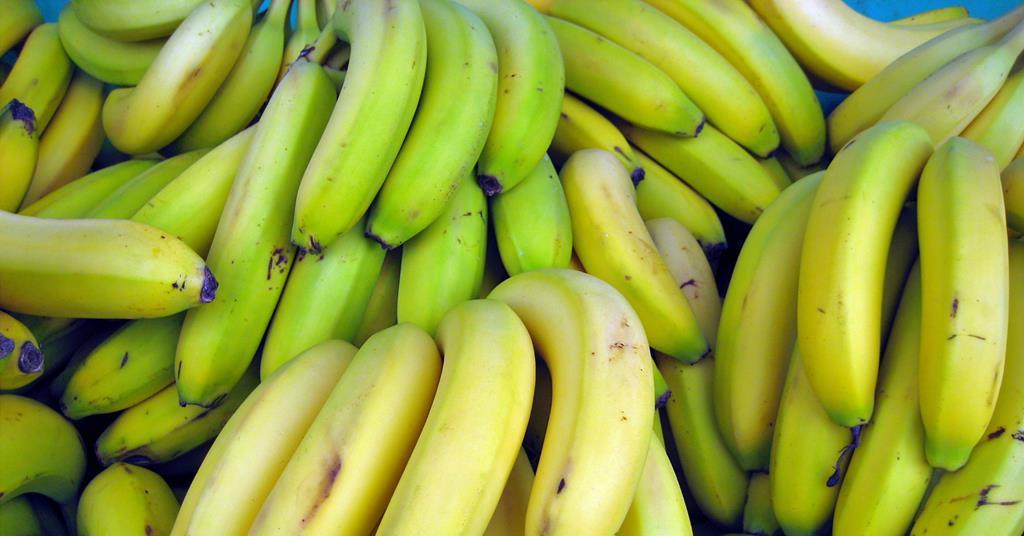 Samoa ships first bananas to NZ in 50 years | Article | Fruitnet
