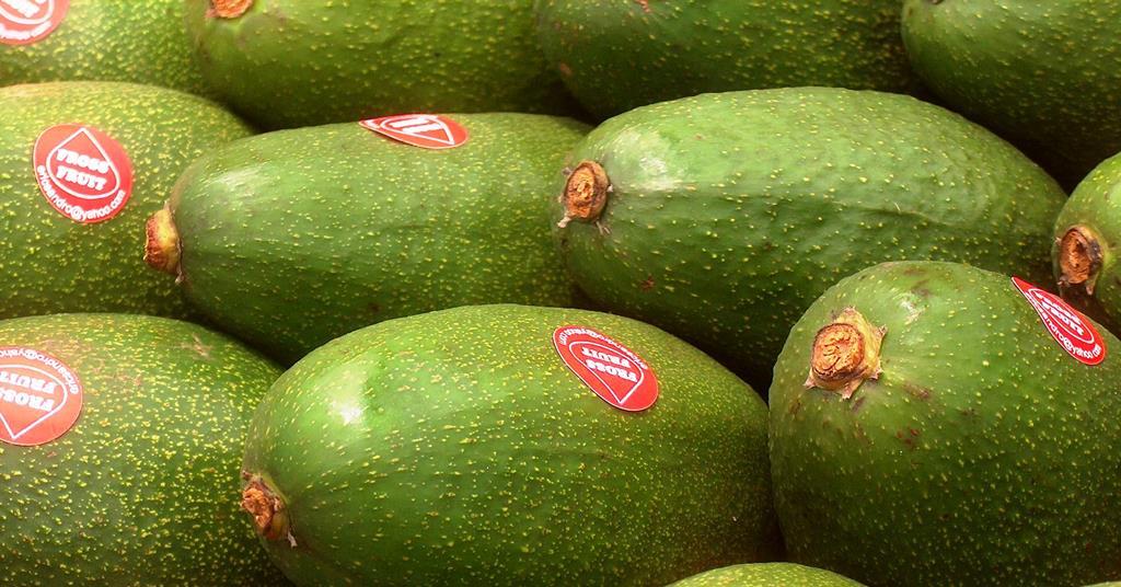Peru enjoys avocado export boost | Article | Fruitnet