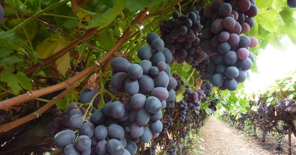 Agriculture Capital adds grapes to portfolio | Article | Fruitnet