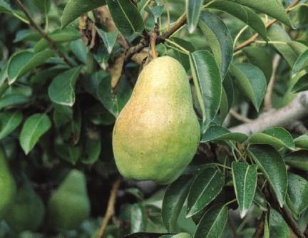 Northwest pear crop down on 2009 | Article | Fruitnet