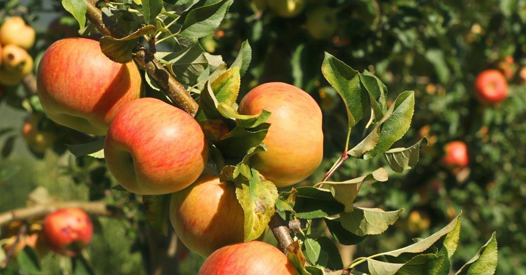 French apple growers embrace change | Features | Fruitnet