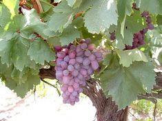 South African grapes tracking above 2011 | Article | Fruitnet