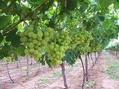 South African grape venture formed | Article | Fruitnet