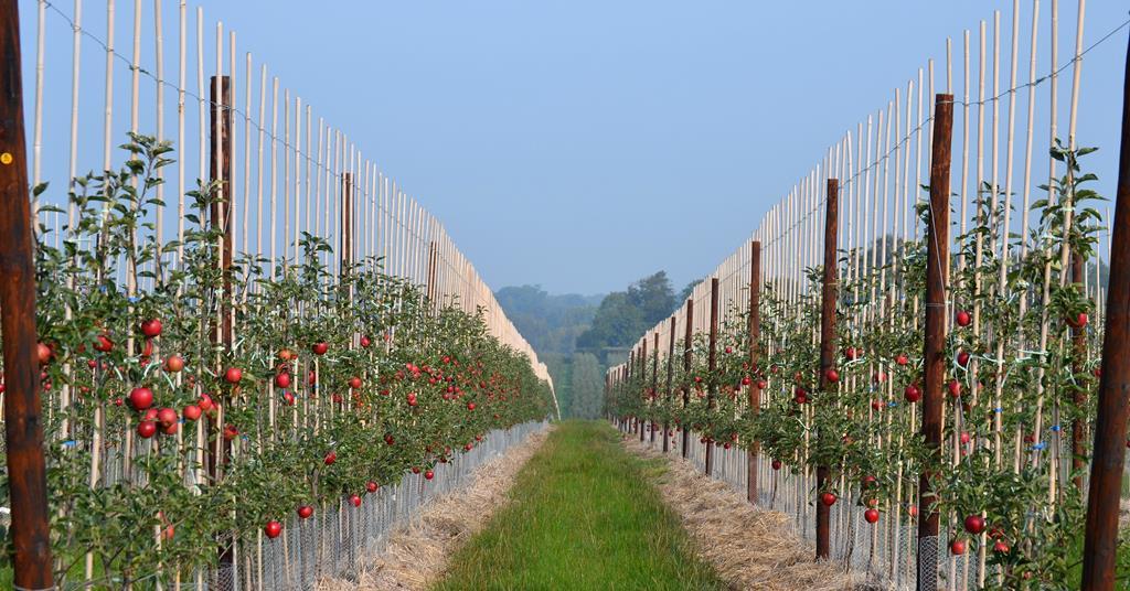BAPL secures £200k ADOPT funding to boost apple orchards | News | Fruitnet