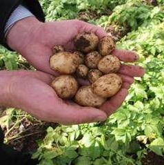 Produce World helps in potato growing competition | Article | Fruitnet
