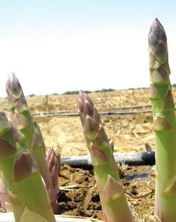 Peruvian asparagus set to make gains in US | Article | Fruitnet