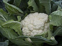 Val Verde expands vegetable trials | Article | Fruitnet