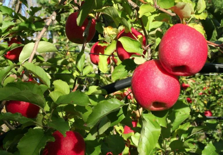 Pink Lady maintains momentum | Article | Fruitnet