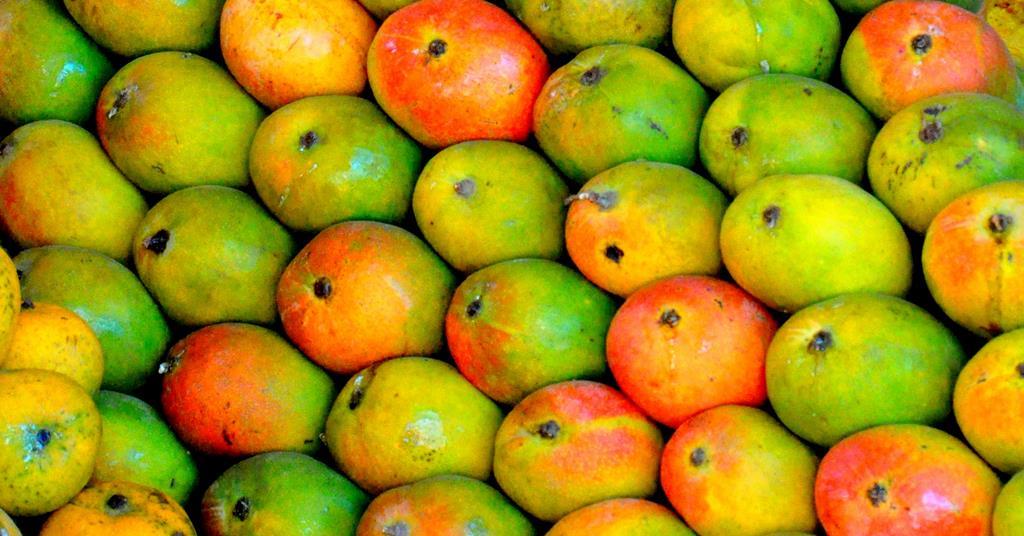 Collaboration allows mango traceability in India | Article | Fruitnet