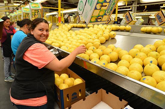 IMG Citrus celebrates four decades of growth | Article | Fruitnet