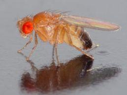 Australian fruit fly outbreaks contained | Article | Fruitnet
