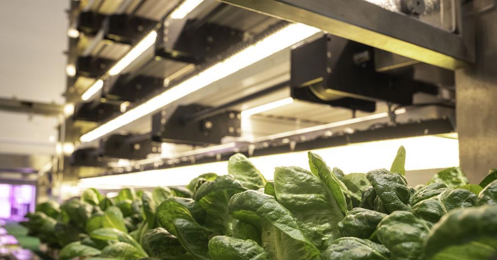 Stacked Farm scales up as first facility hits full production | News ...