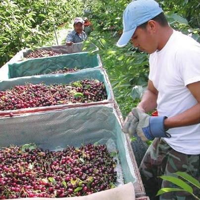 Rain hammers Californian cherry crop | Article | Fruitnet