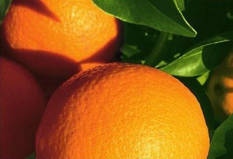 Honduran citrus exports on a roll | Article | Fruitnet