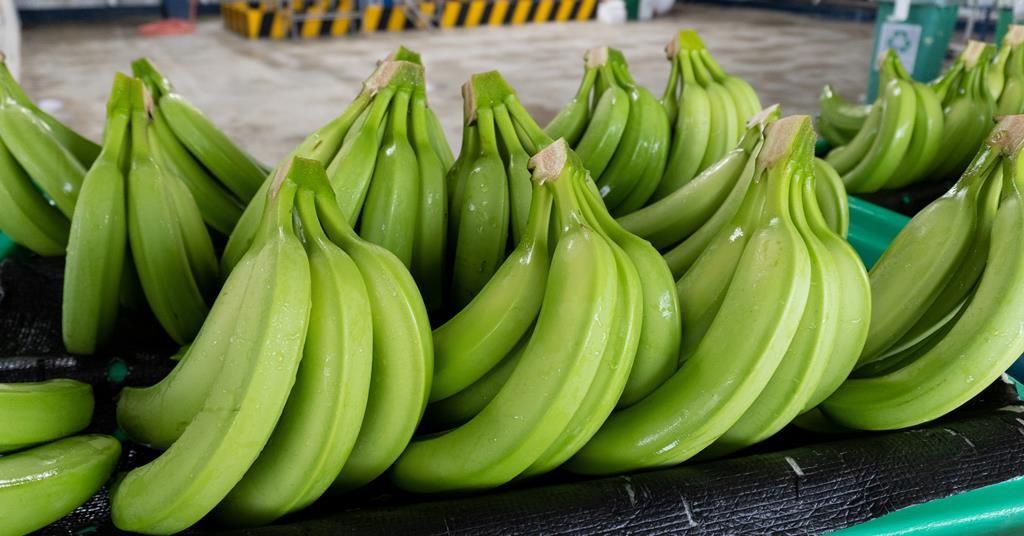 Ecuador sets new minimum box price for bananas | News | Fruitnet