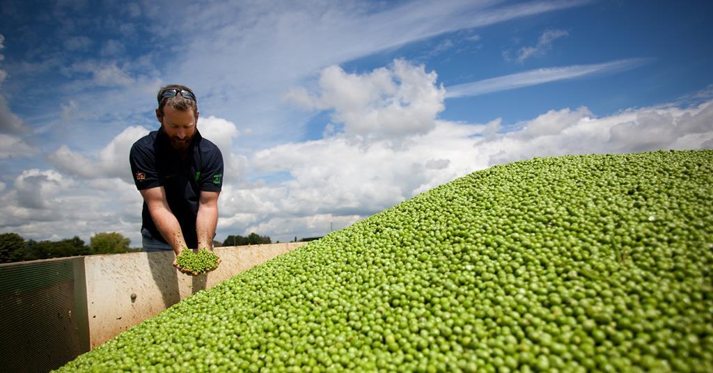 Great British Pea Week returns for second year | Article | Fruitnet