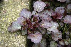 Red watercress becomes protected | Article | Fruitnet