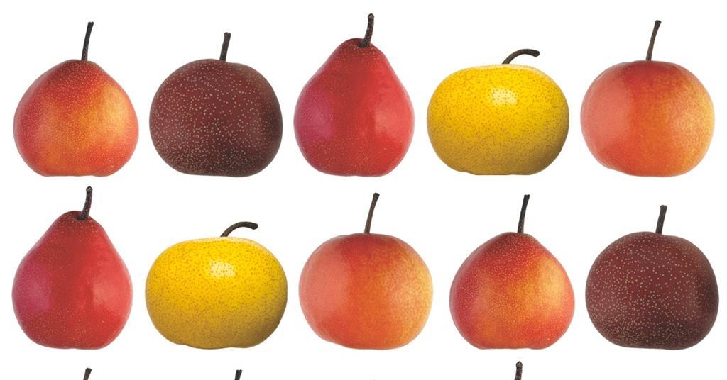 Piqa pears prepared for launch | Article | Fruitnet