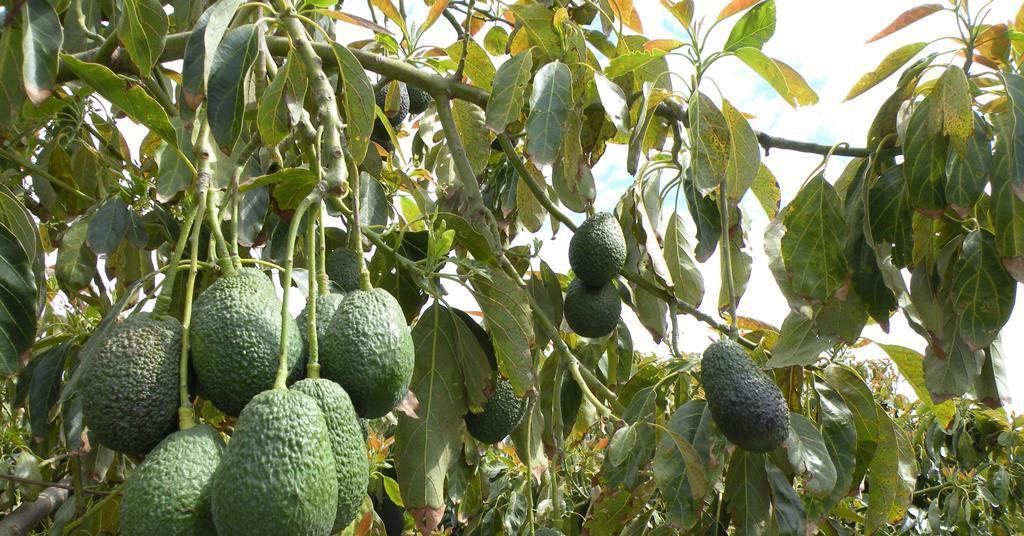 Montosa upbeat ahead of new avocado season | News | Fruitnet