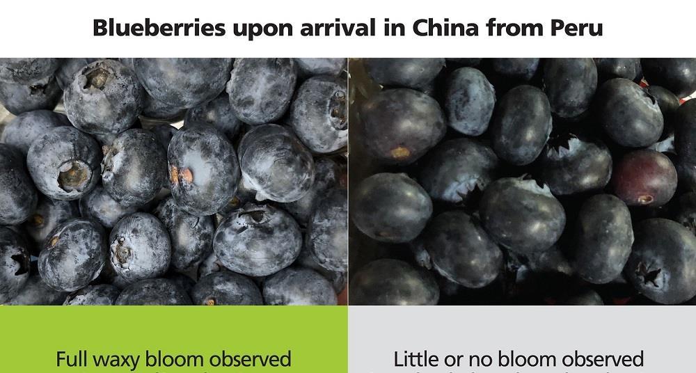 Stepac: Neue Verpackung für lange Transportwege | Article | Fruitnet