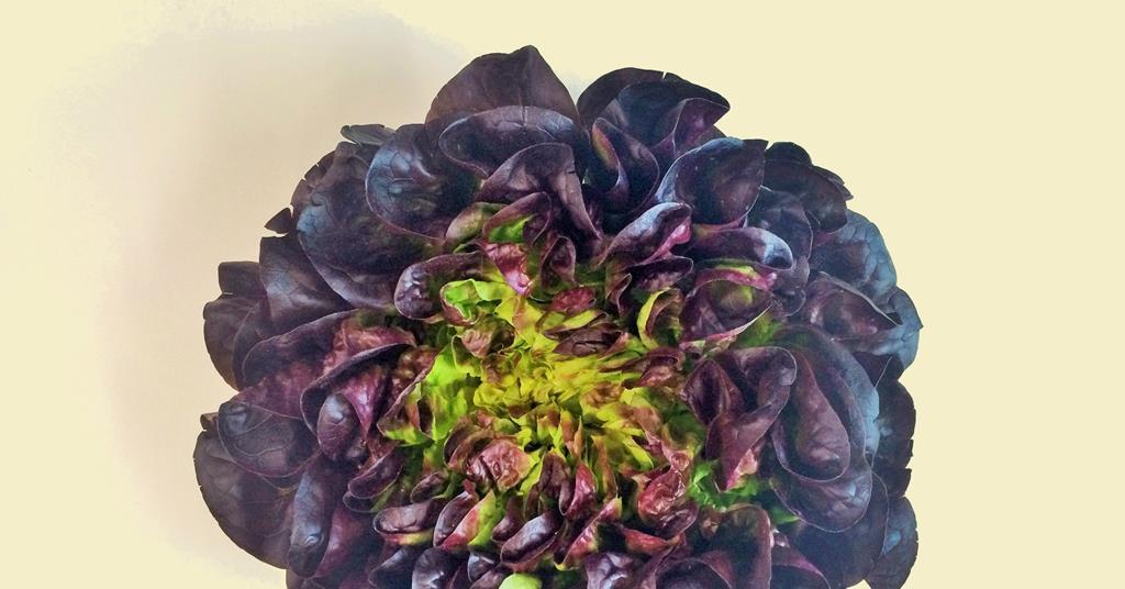 New 'sweet' lettuce variety unveiled at Sainsbury's | Article | Fruitnet