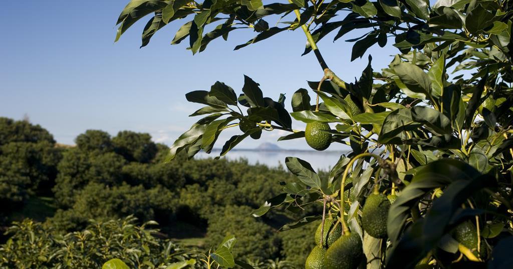NZ Avocado launches new campaign | Article | Fruitnet