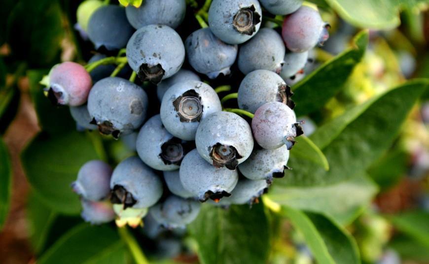 New Zealand blueberry production on the rise | News | Fruitnet