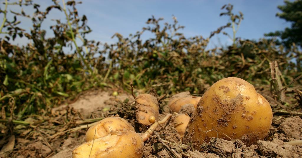 AHDB to launch Potato Data Centre at sector trade show | Article | Fruitnet