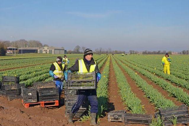 Government announces five-year seasonal worker scheme | News | Fruitnet