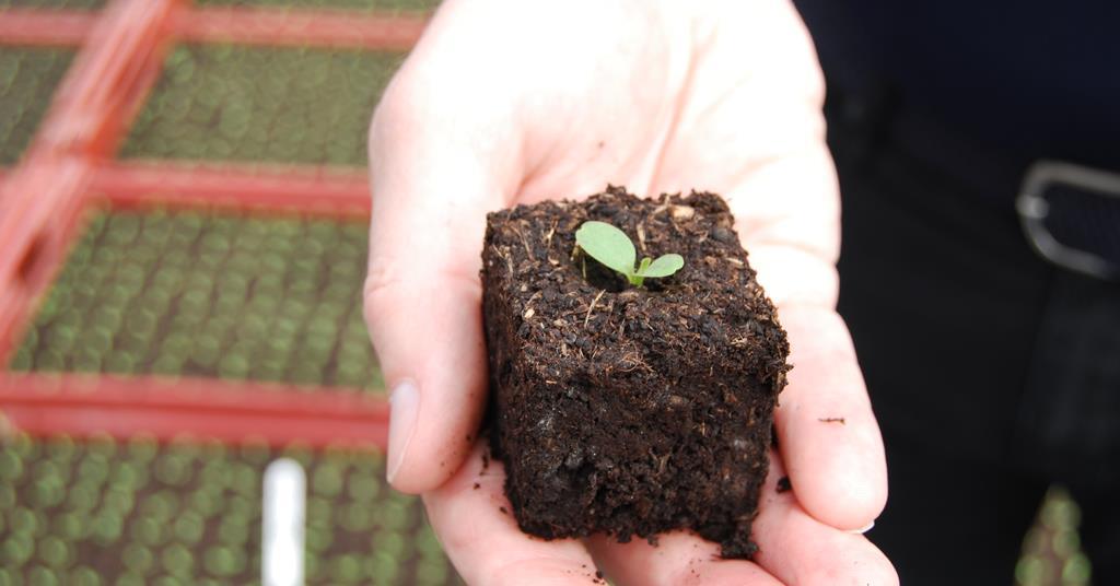 Hillgate Nurseries embraces peat reduction | News | Fruitnet