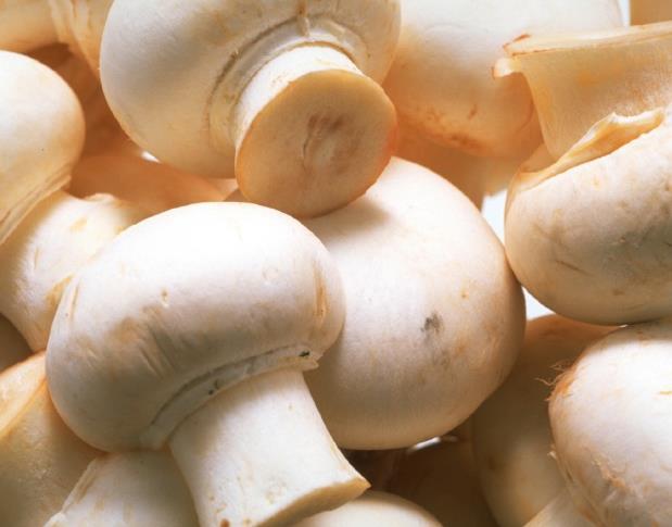 Sirane extends mushroom shelf-life | Article | Fruitnet