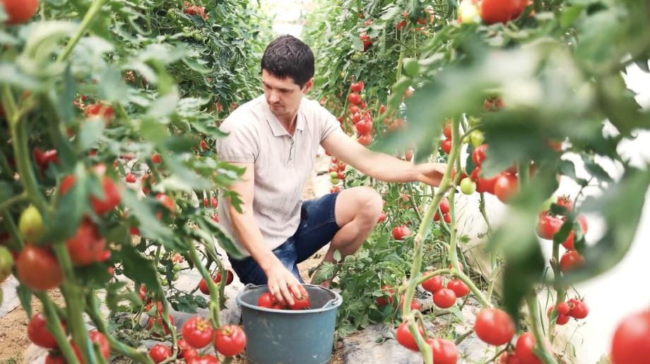 ALP video promotes careers in food | Video | Fruitnet