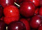 Kent cherries arrive early | Article | Fruitnet