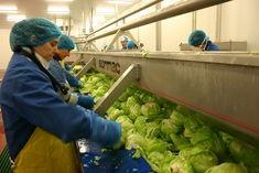 Somerfield signs up Hazeldene | Article | Fruitnet